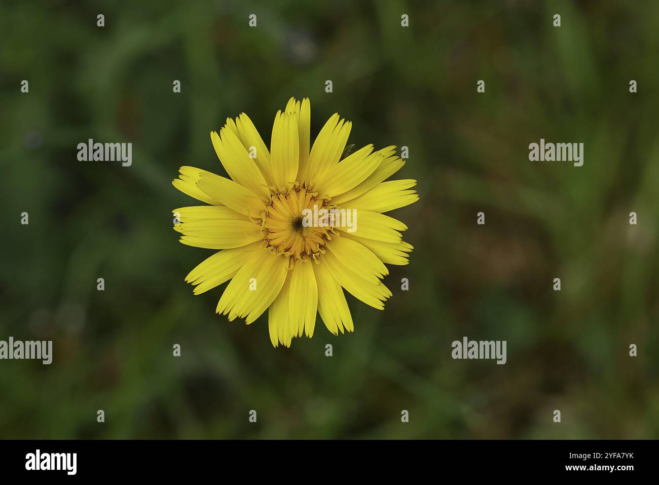 Mouse-ear hawkweed, also known as Lesser mouse-eared hawkweed or long ...