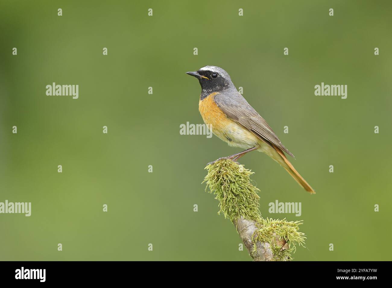 Redstart (Phoenicurus phoenicurus), Bird of the Year 2025, male on ...
