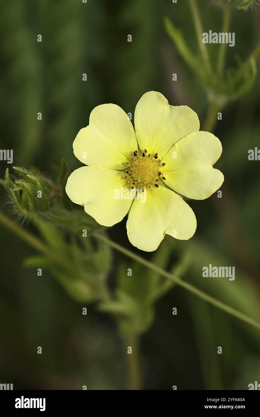Cinquefoil shape hi-res stock photography and images - Alamy