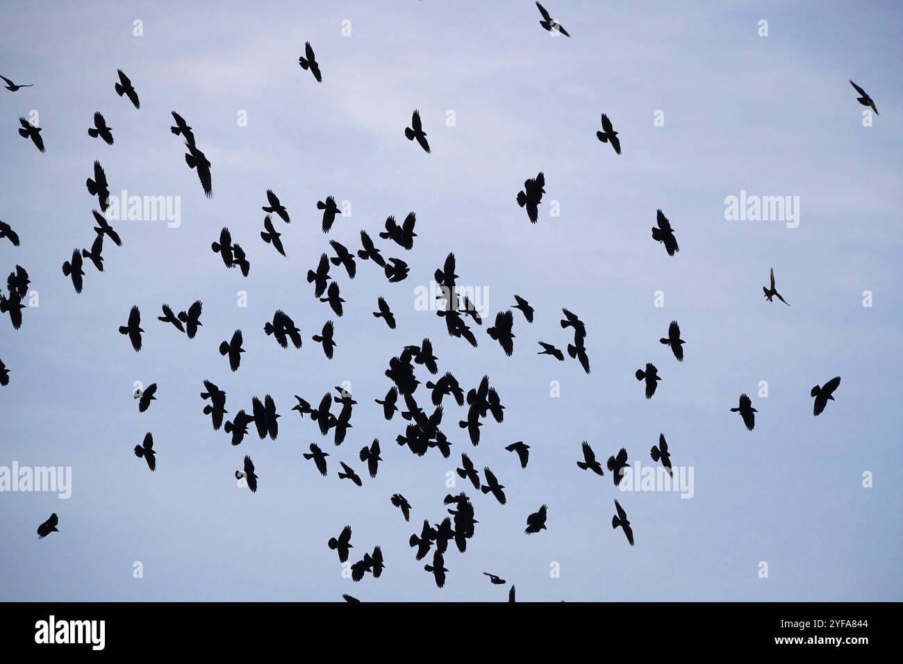 Crows in flight hi-res stock photography and images - Alamy