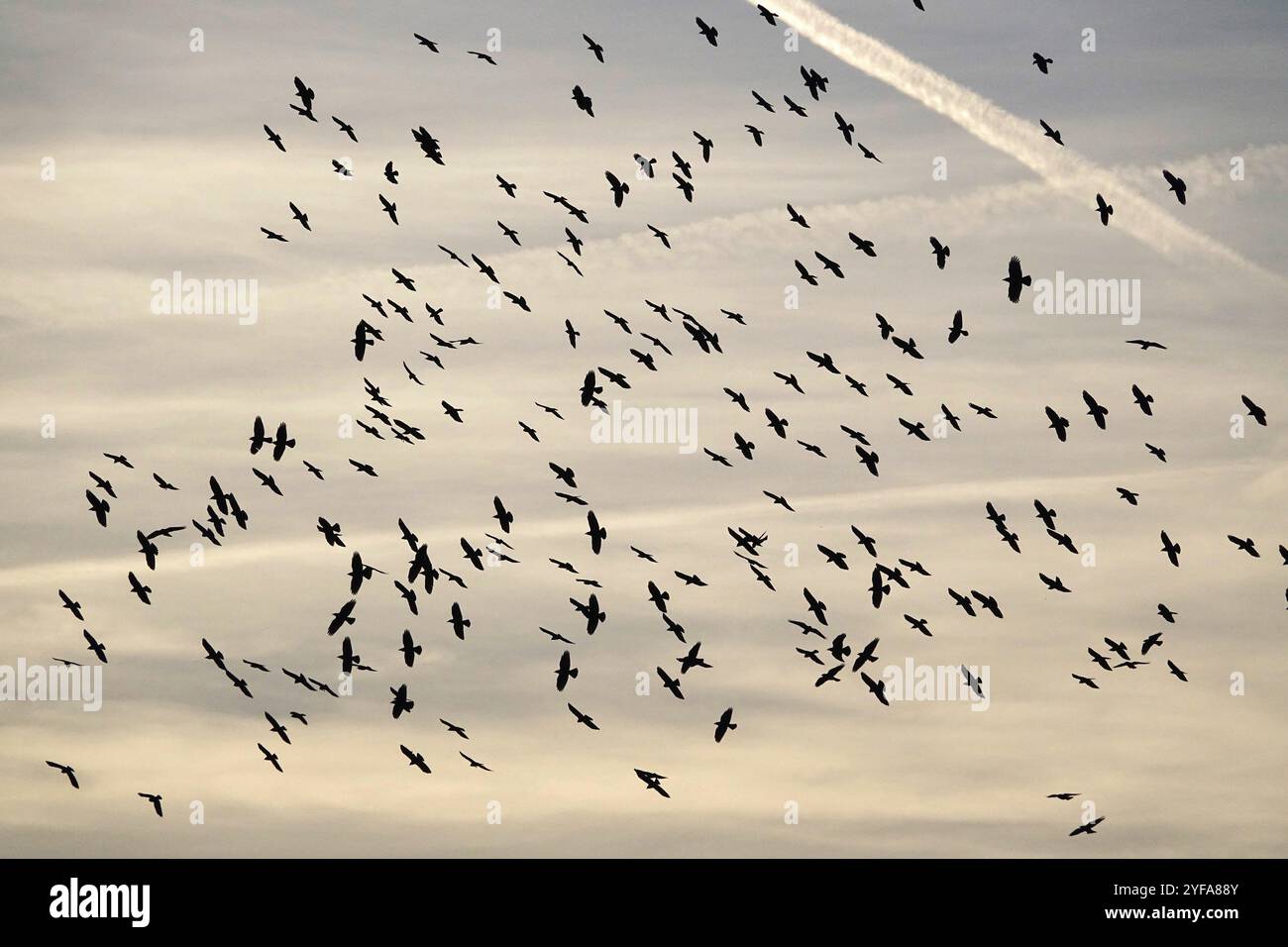 Crows in flight hi-res stock photography and images - Alamy