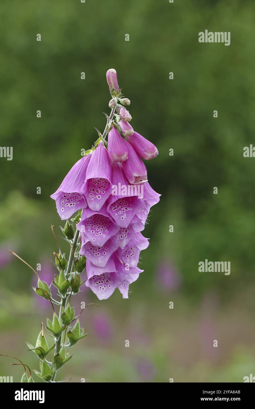 Common foxglove (Digitalis purpurea), flowers, from the plantain family ...