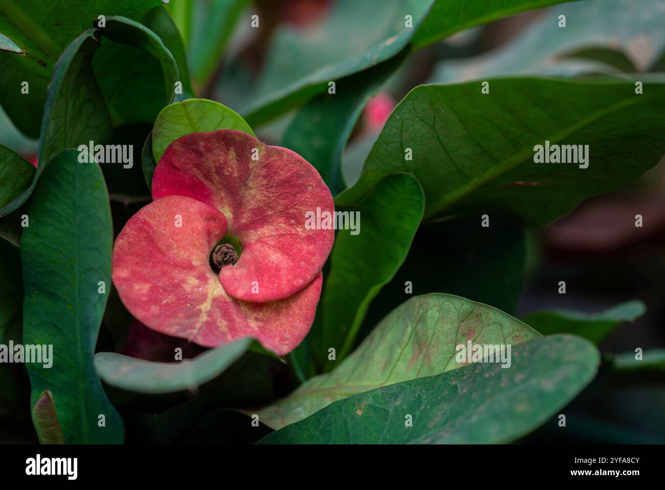 Crown of thorns ( Euphorbia lophogona ) Kampala Uganda Stock Photo - Alamy
