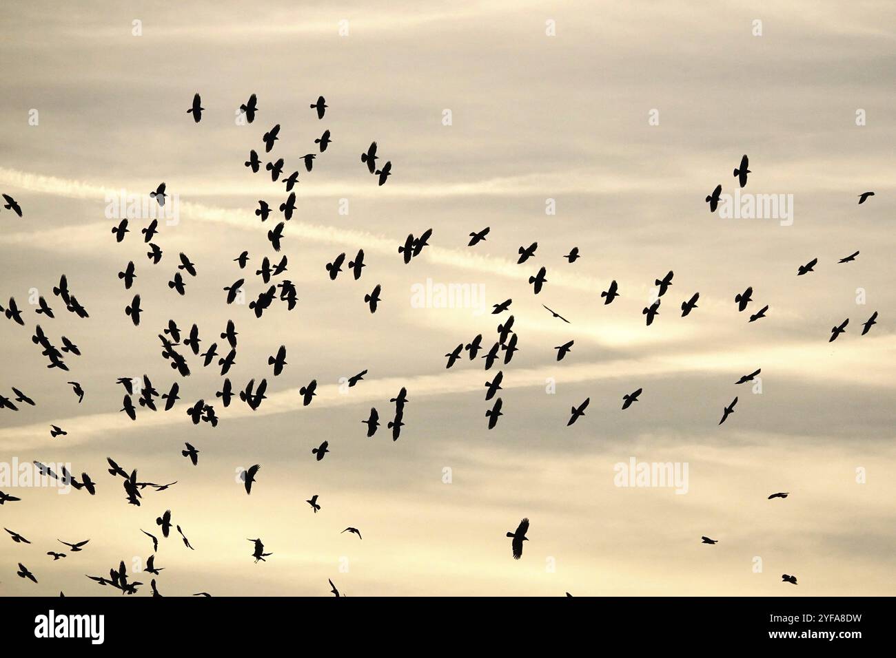 Crows in flight, autumn, Germany, Europe Stock Photo - Alamy