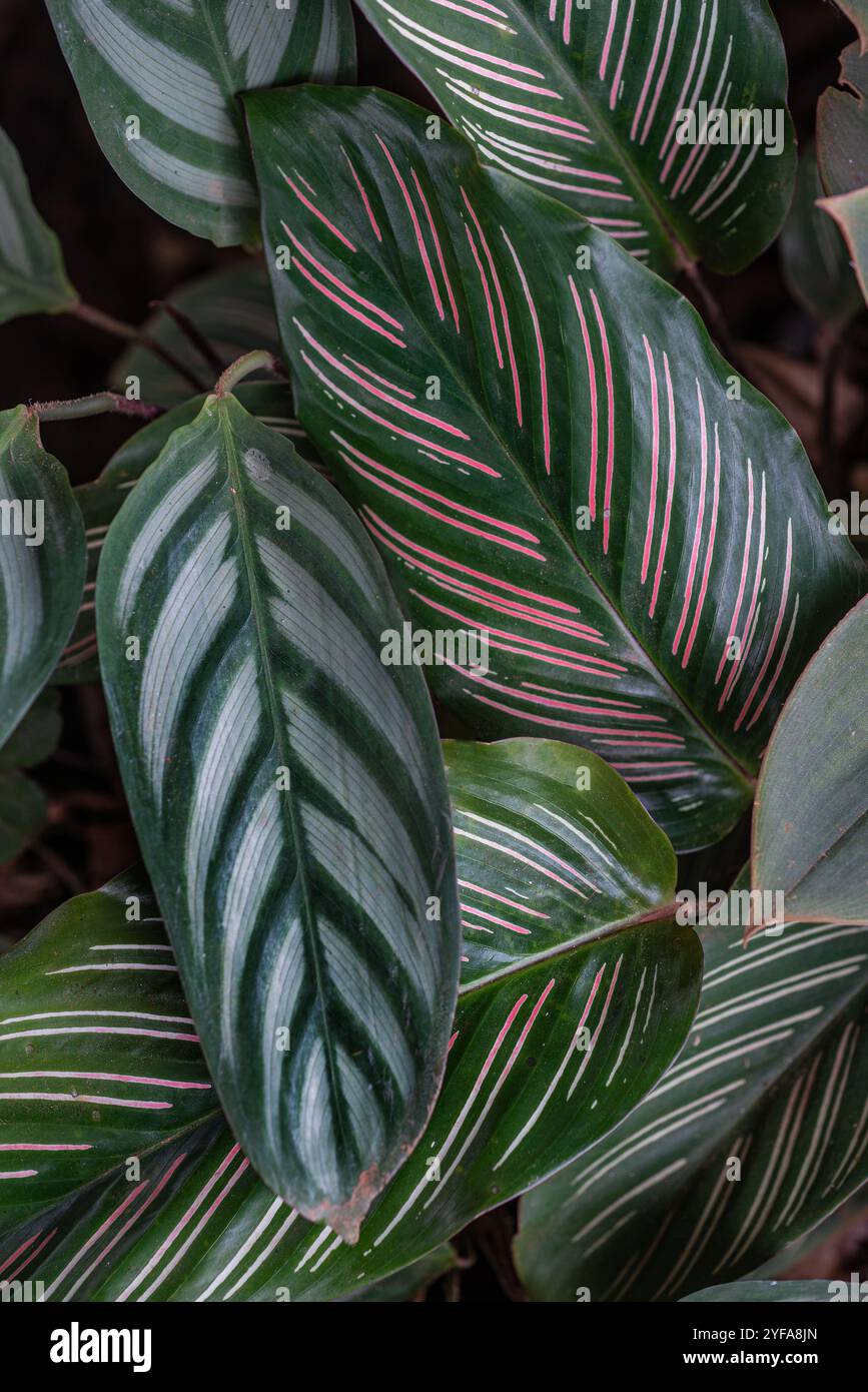 Goeppertia ornata hi-res stock photography and images - Alamy