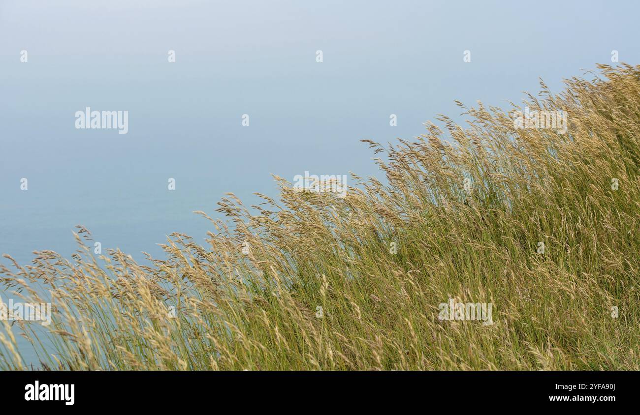 Nature landscape background with green plants above the ocean. Coastal ...