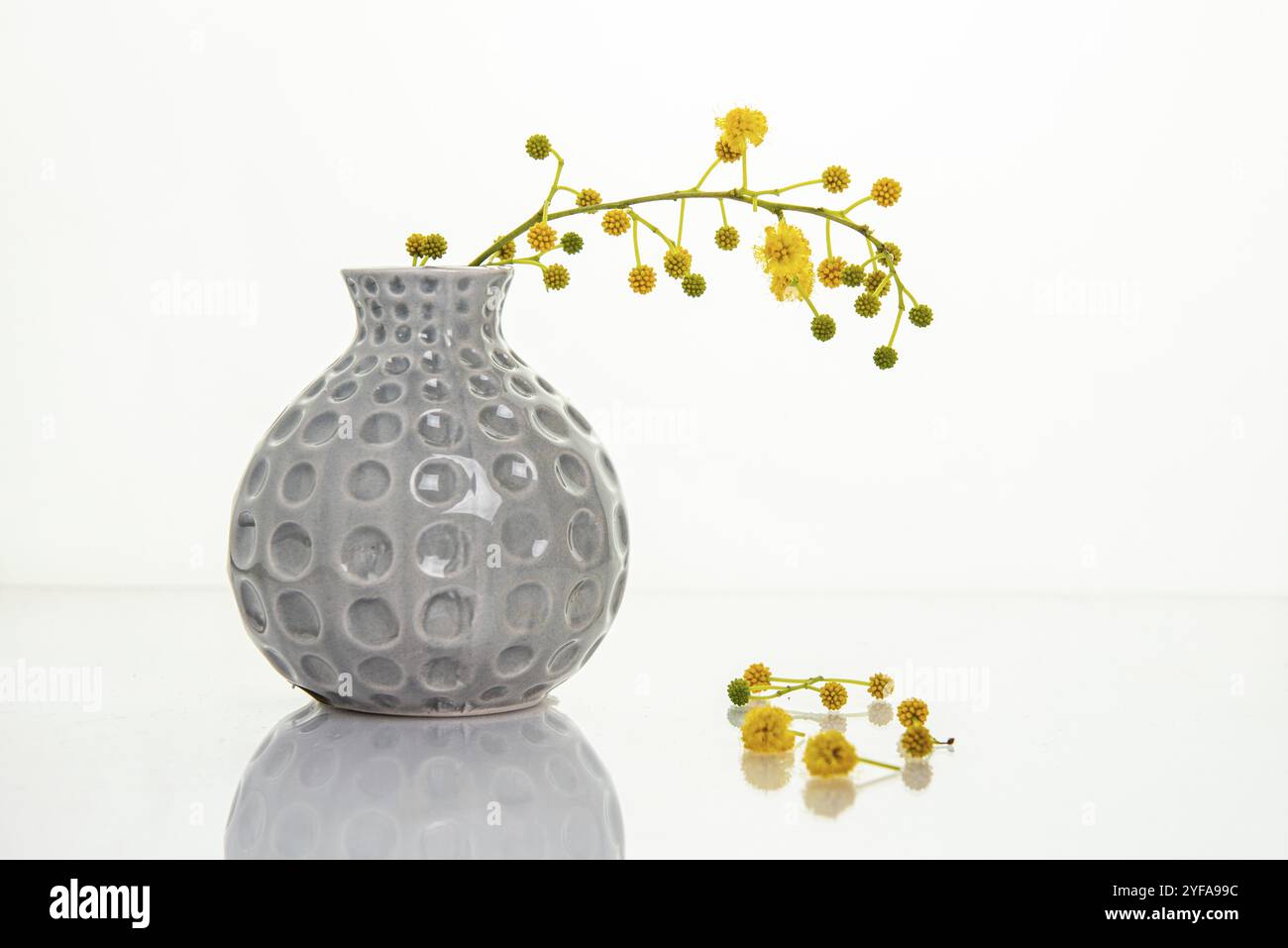 Yellow flowers from acacia plant on a white vase. High Key still-life ...