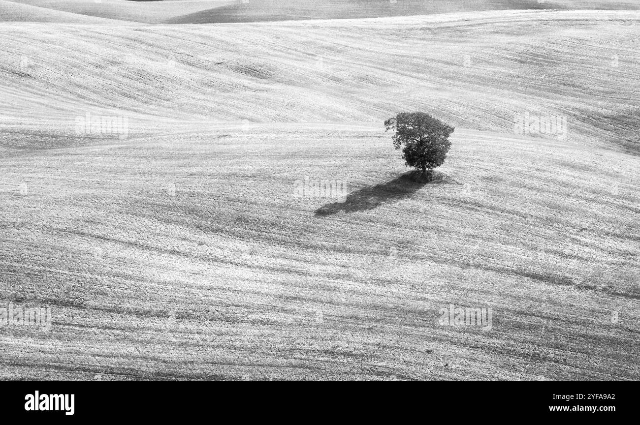 Black and white image of a lonely tree standing tall in the fields of ...