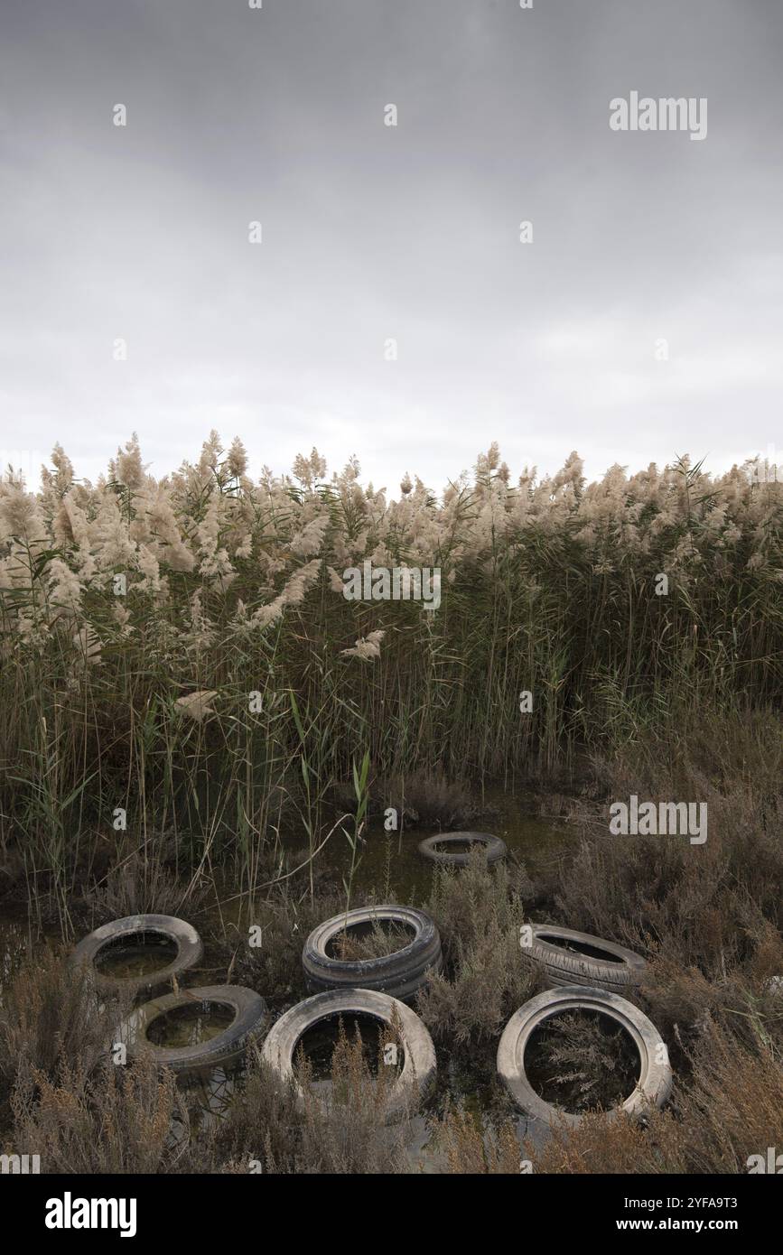Rusty used vehicle tires disposed on a reed field creating ...