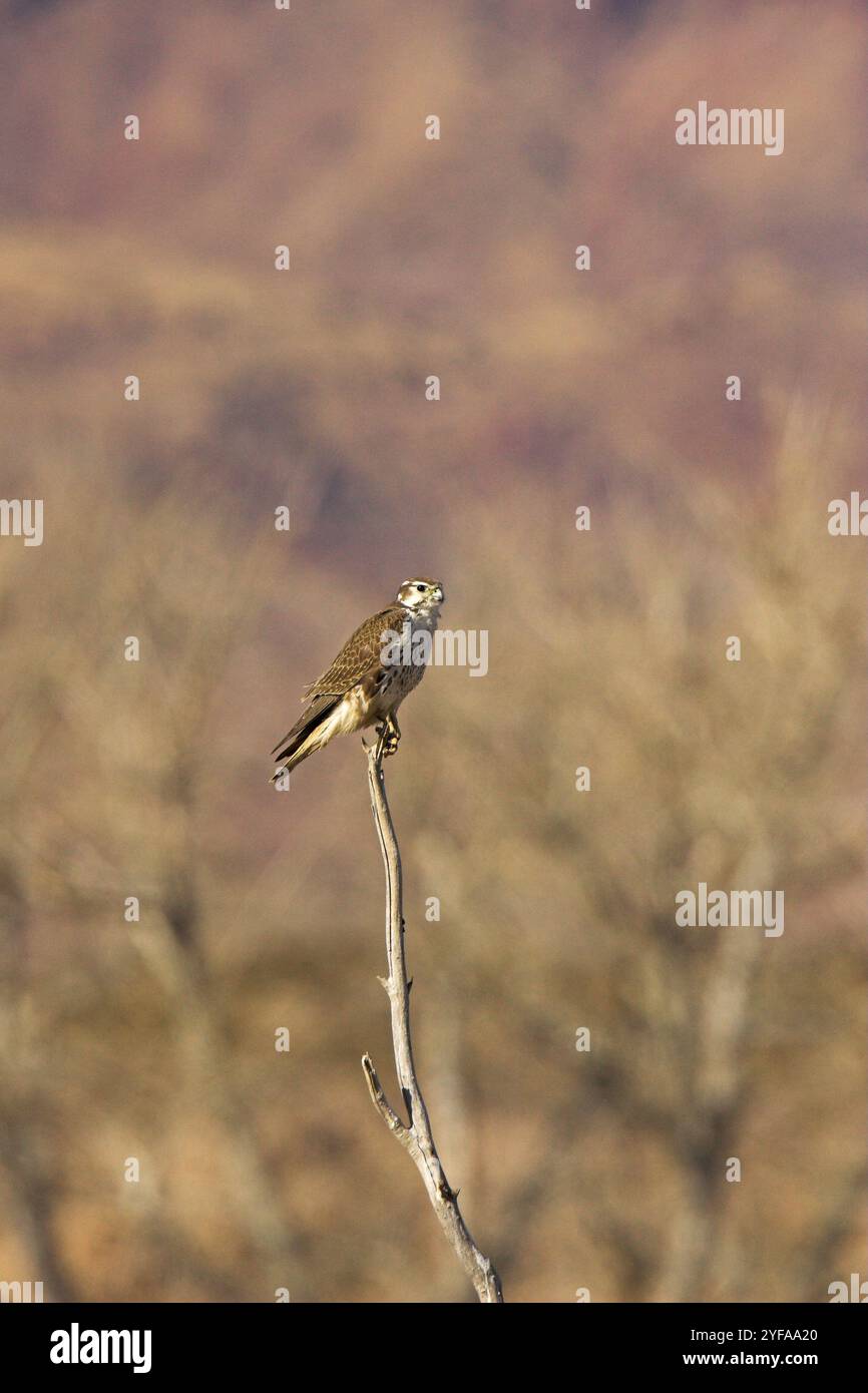Prairie falcon Falco mexicanus Bosque del Apache National Wildlife ...