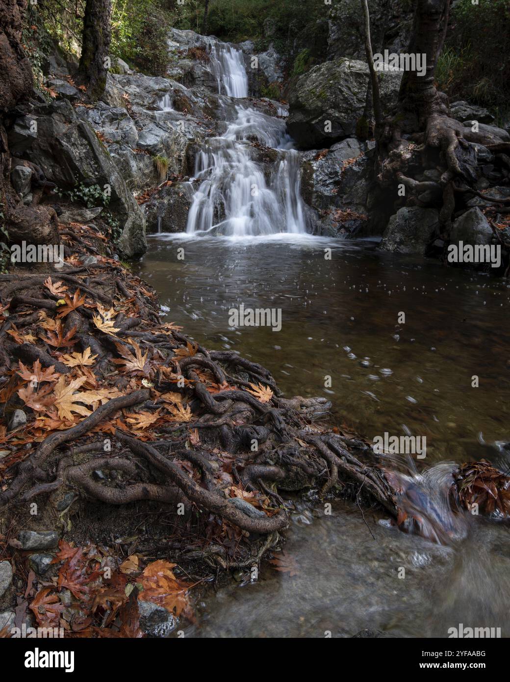 River flowing with maple leaves on the rocks on the riverside in Autumn ...