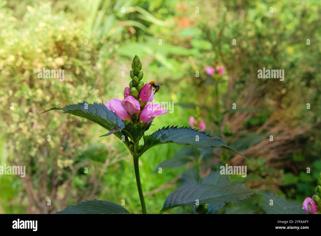 Flowers of Chelone obliqua is growing in meadow. Countryside garden ...