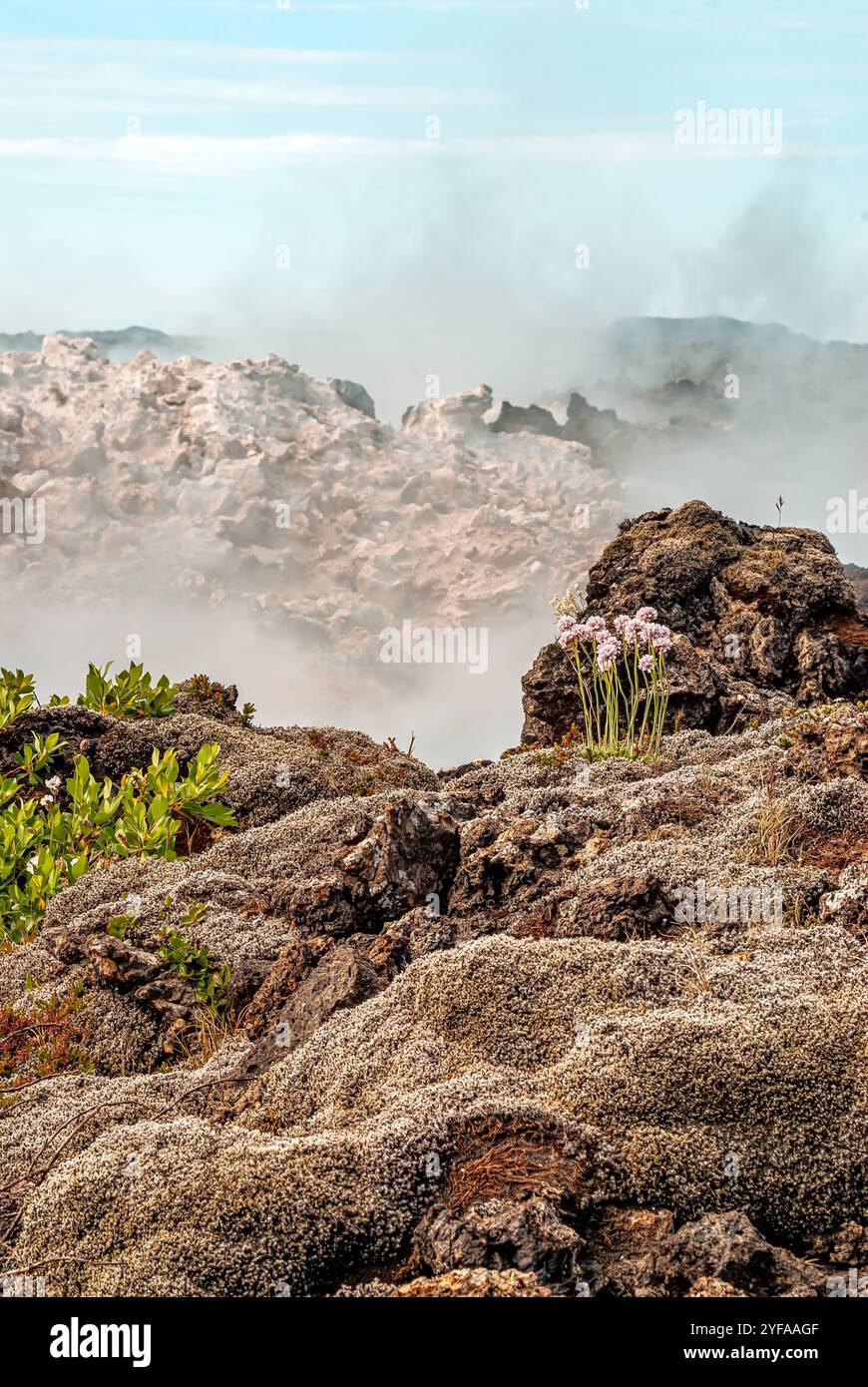 Steam steaming geothermal hi-res stock photography and images - Alamy