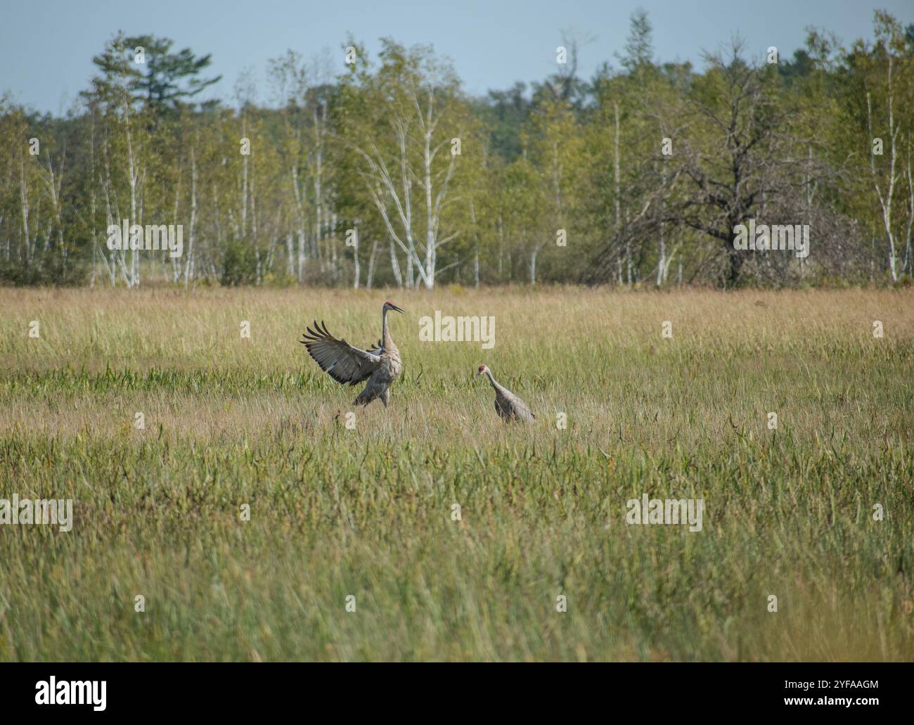 dancing cranes in an open field Stock Photo - Alamy