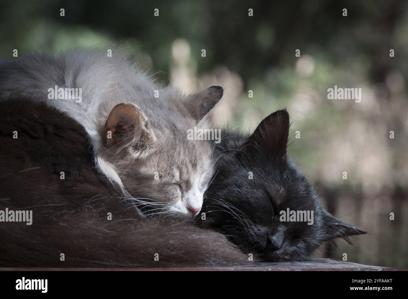 Pet care image hi-res stock photography and images - Alamy