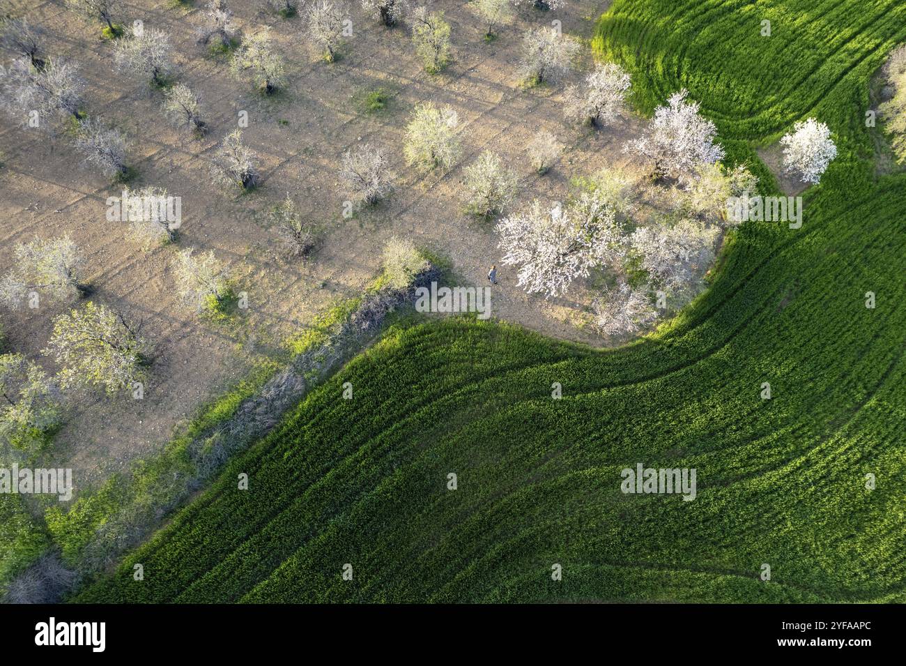Drone aerial view of green meadow agriculture field and blooming almond ...