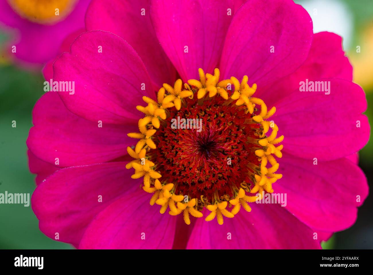 Mexican zinnia ( Zinnia haageana ) - Kampala -Uganda Stock Photo - Alamy