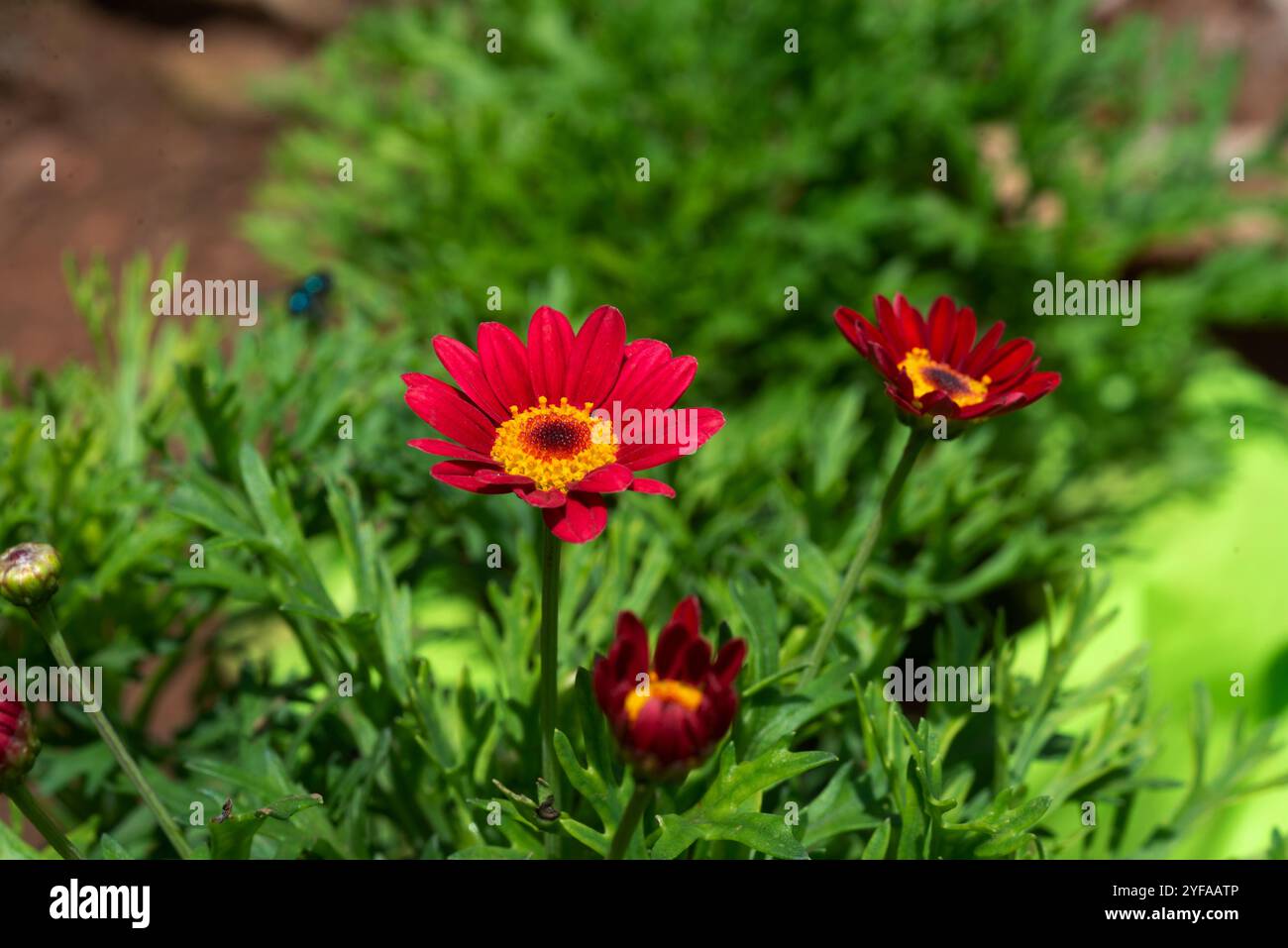 Persian daisy Persian daisy ( Tanacetum coccineum ) - Kampala Uganda ...