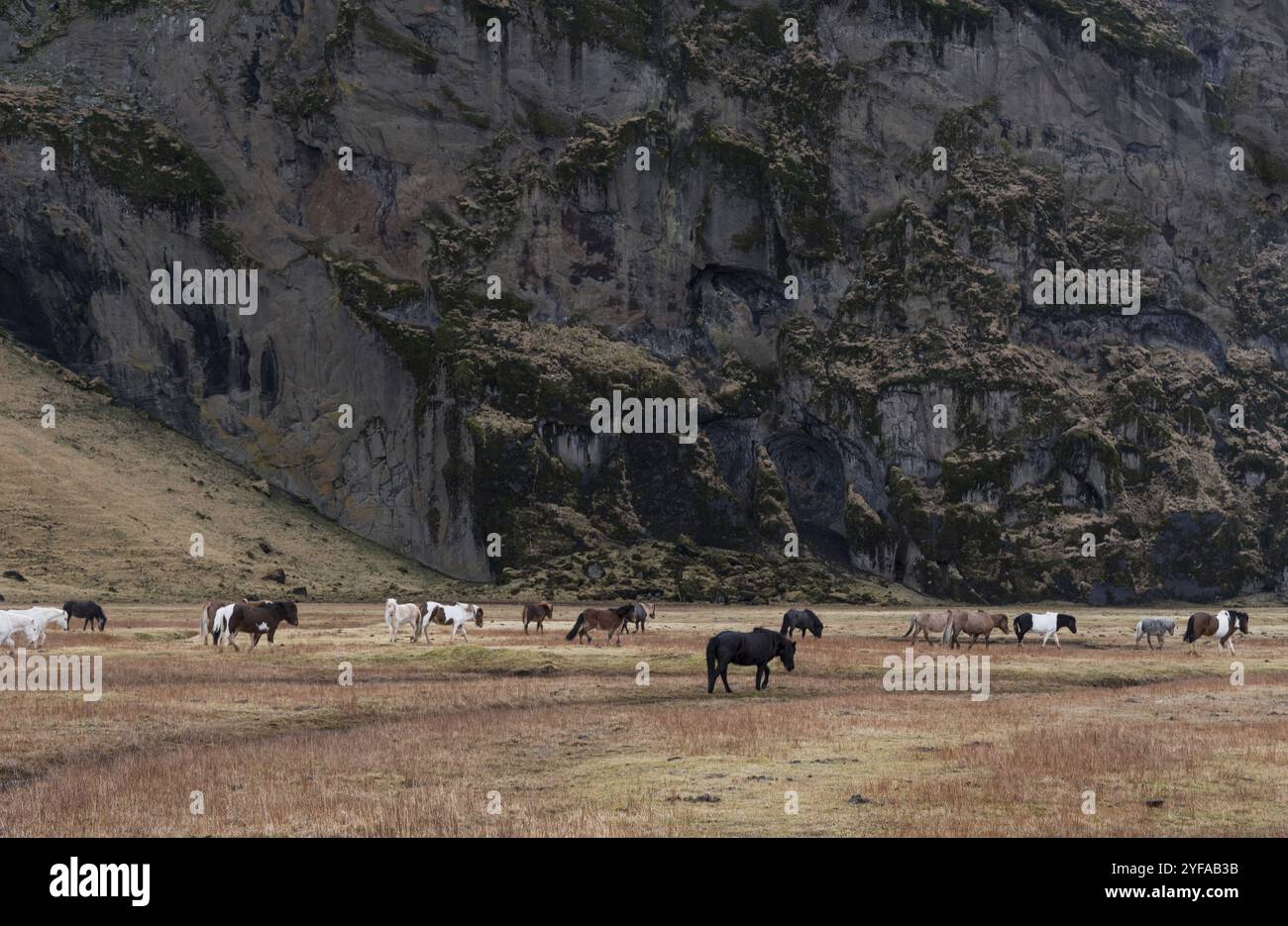 Icelandic horses at the valley behind Kalta volcano mountain covered on ...