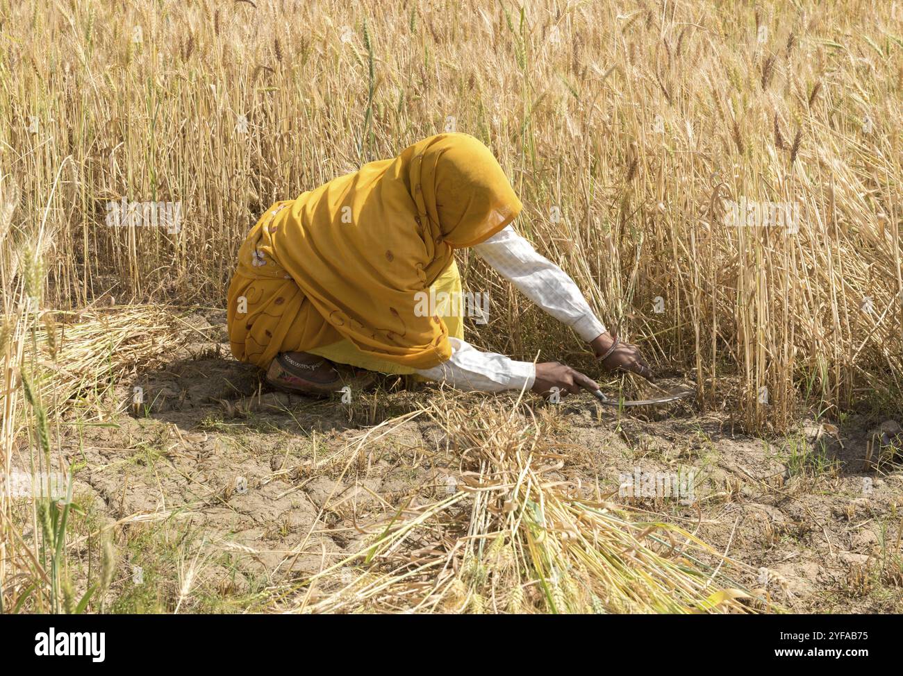 Wheat crop Harvesting by an Unrecognized woman dressed in yellow ...