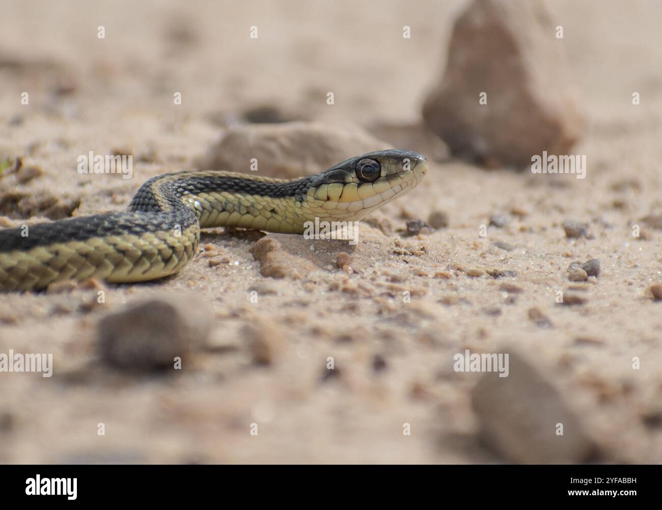Smooth snake in sand hi-res stock photography and images - Alamy