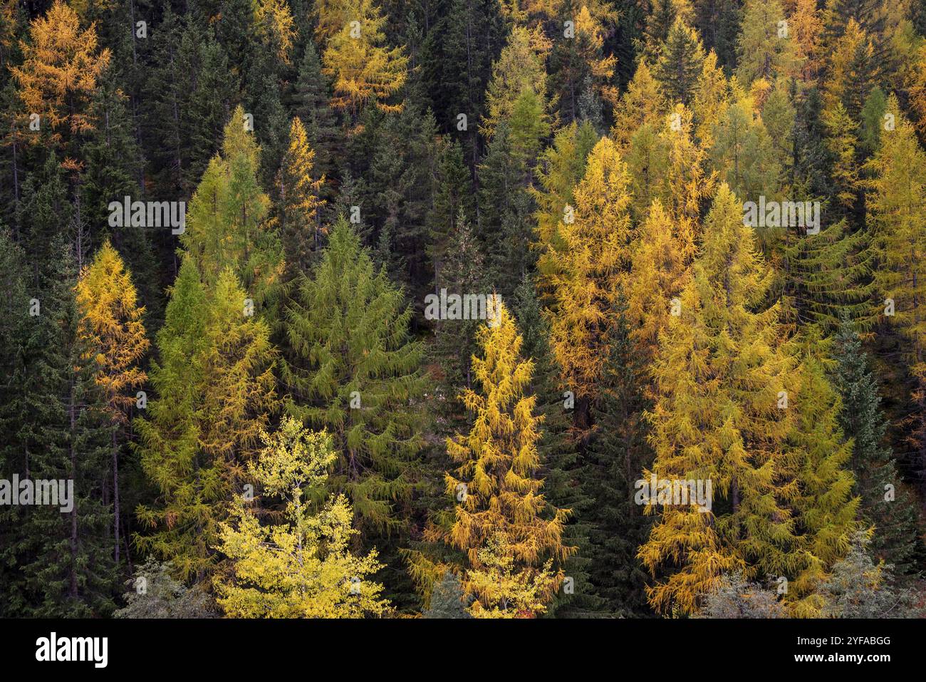 Top view of forest in autumn. Green and yellow pine tree. Nature ...
