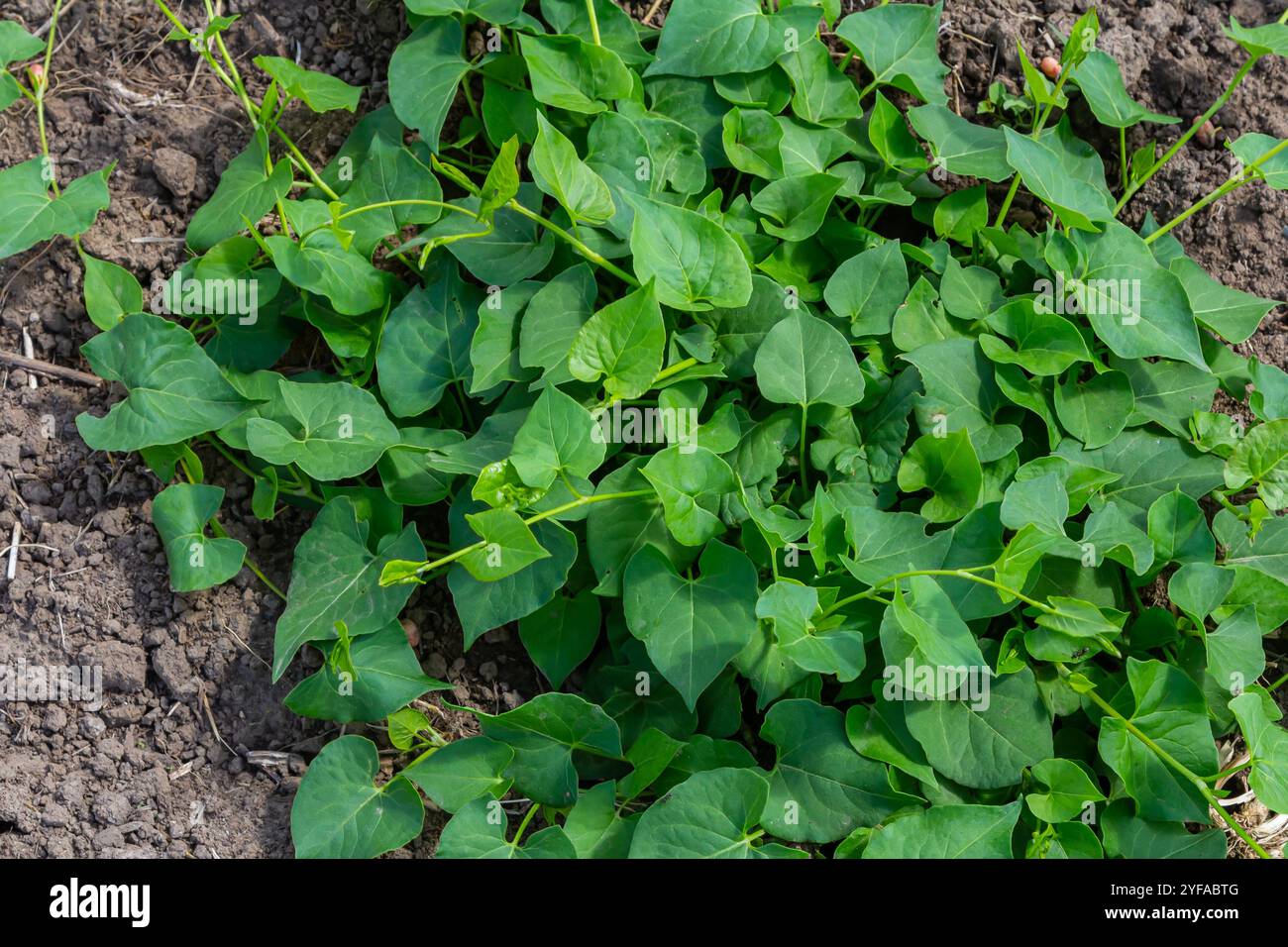 Field bindweed or Convolvulus arvensis European bindweed Creeping Jenny ...