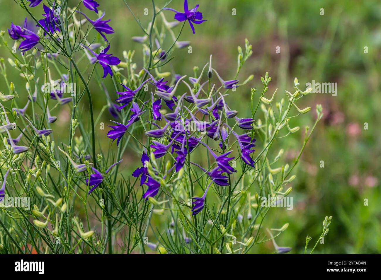 Delicate inflorescences. Field consolidation. Consolida regalis ...