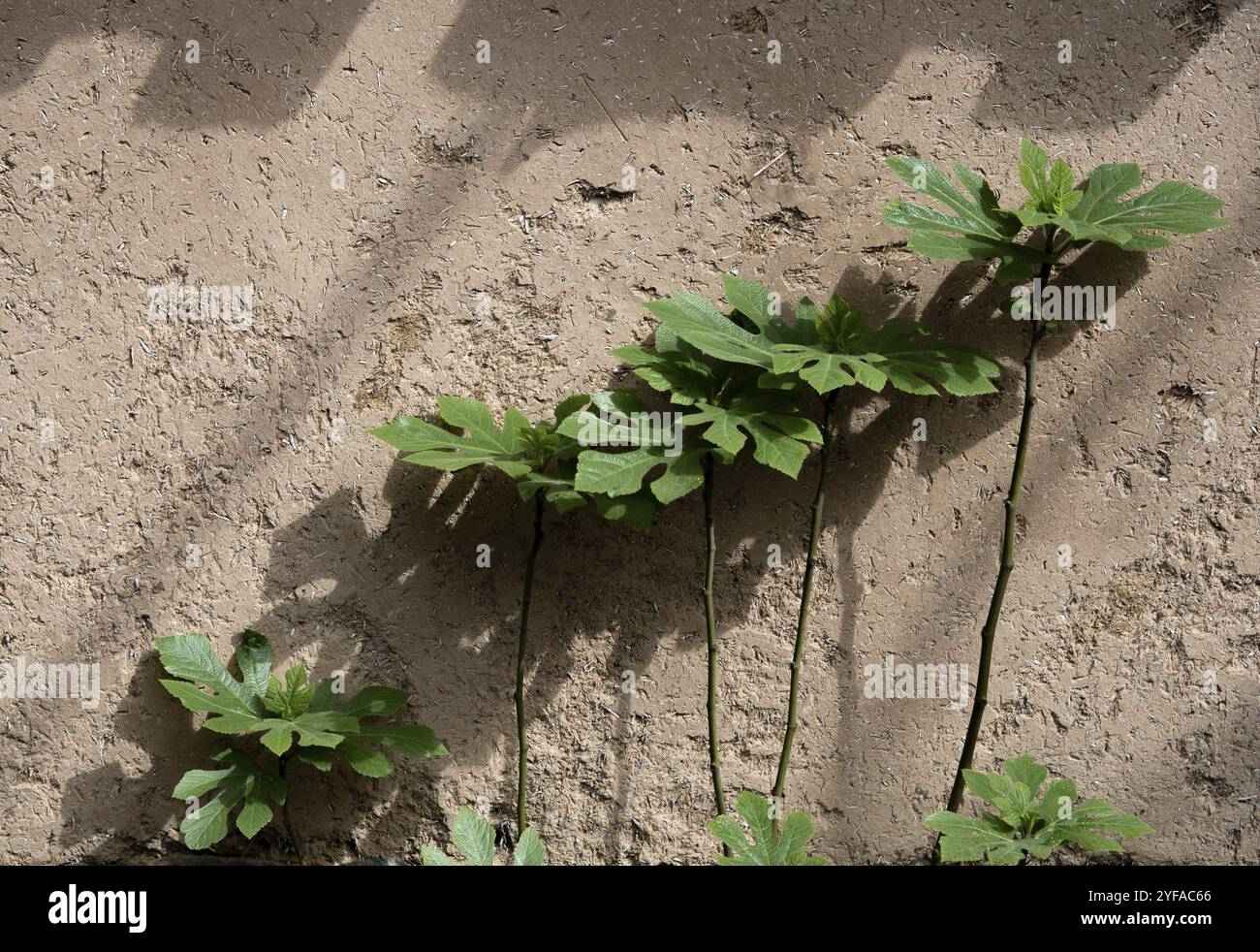 Green tree leaves which shadow on wall. Fig tree branch. Nature ...