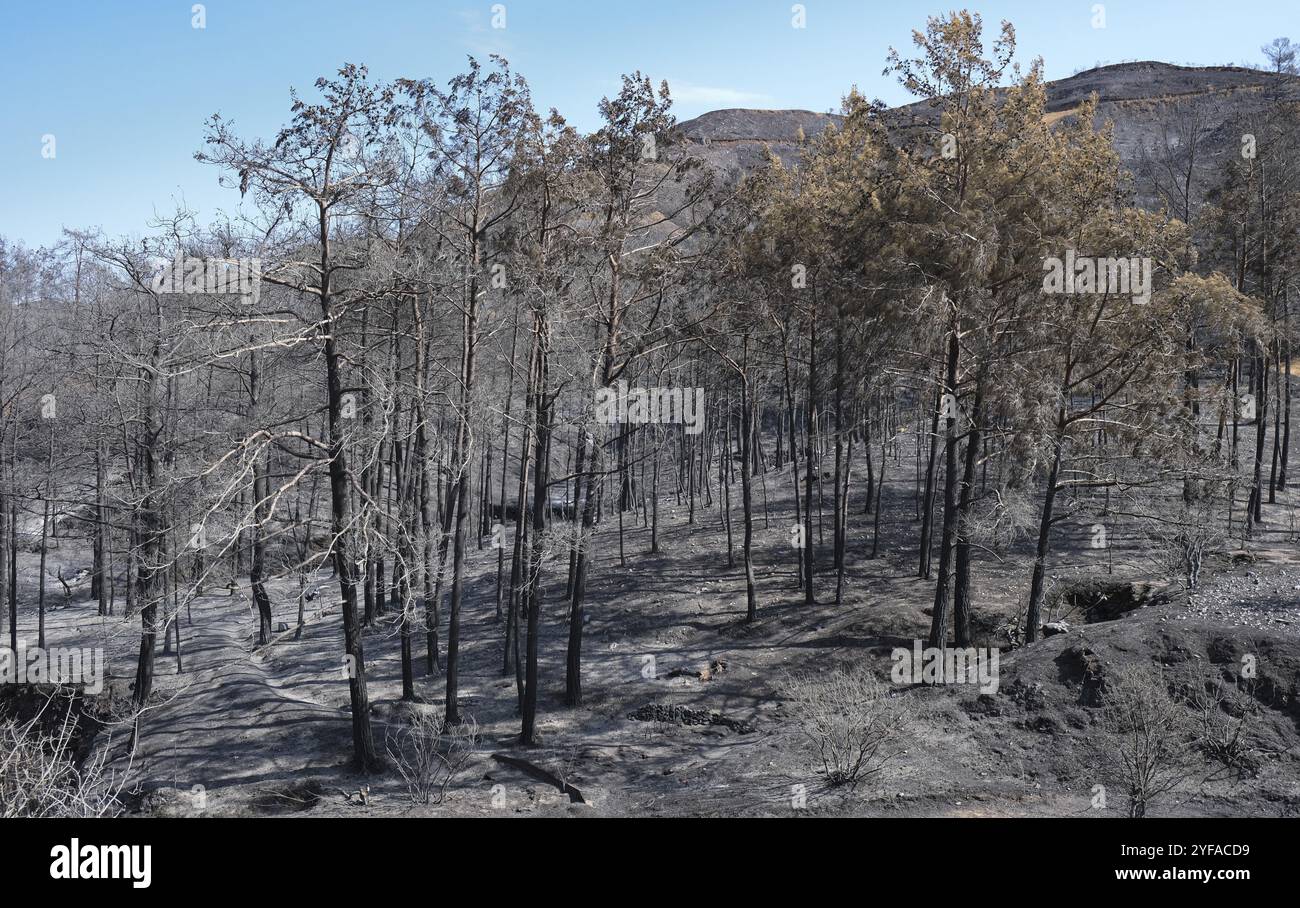 Burned forest with trees and ashes on the ground. Forest fire troodos ...