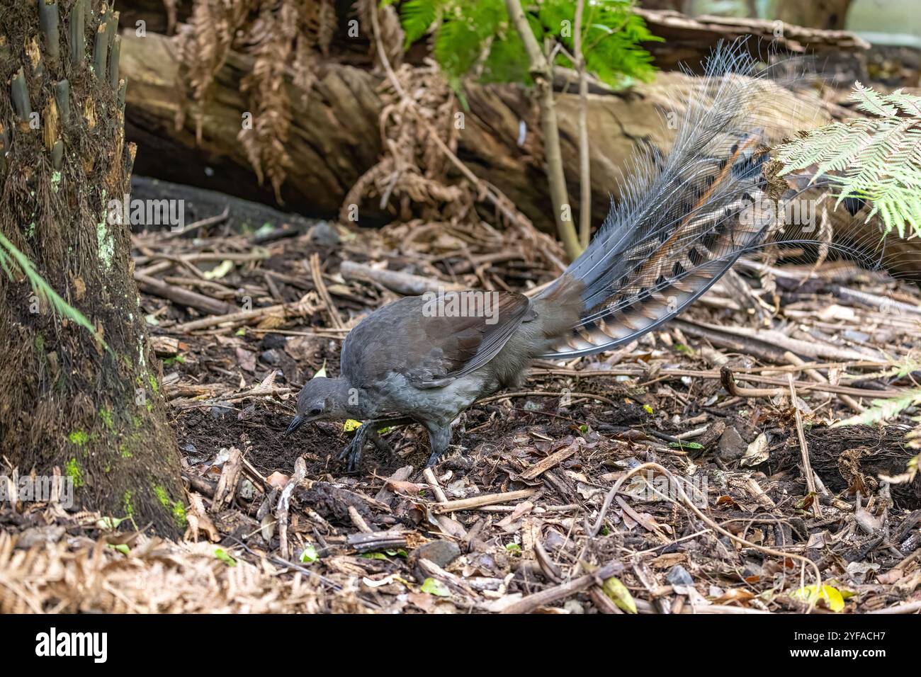 A superb lyrebird, Menura novaehollandiae, Victoria, Australia. This is ...