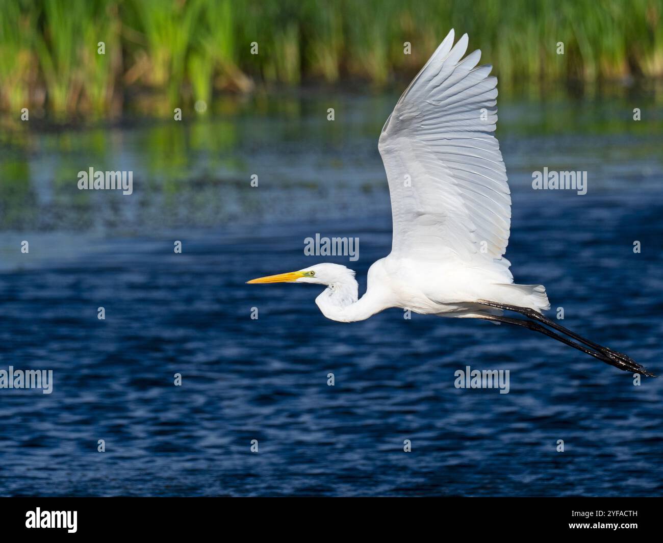 Great egret Egretta alba in flight over a pool, Catcott Lows Nature ...