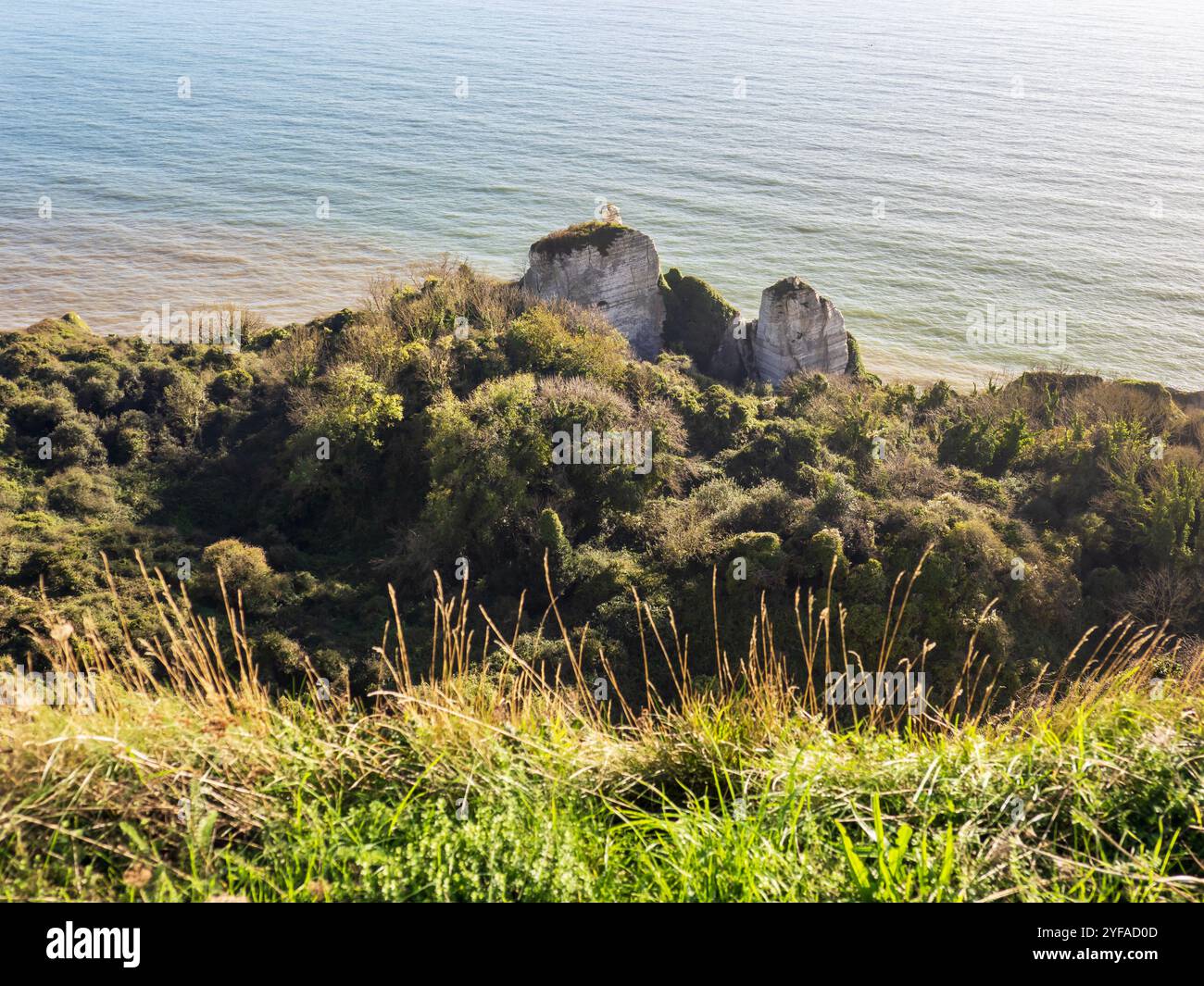 The undercliff below Beer Head above Beer, Devon, UK Stock Photo - Alamy