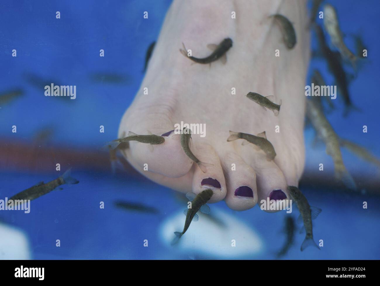 Fish spa pedicure or foot fish spa with garra rufa fish eating dead ...