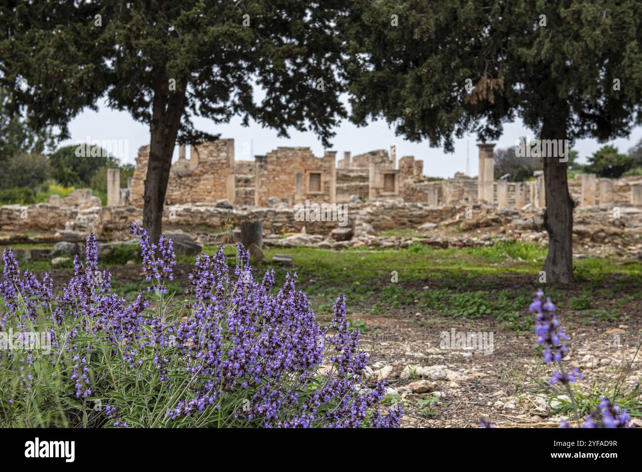 Ancient columns of Apollon Hylates, god of woodland, sanctuary in ...
