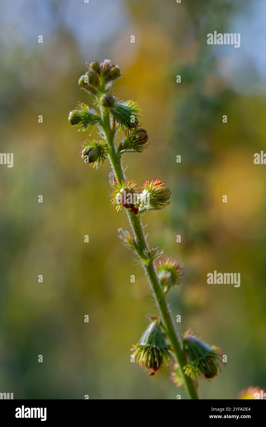 Common agrimony seeds, Latin name Agrimonia eupatoria Stock Photo - Alamy