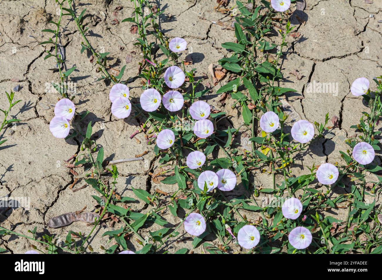 Field bindweed or Convolvulus arvensis European bindweed Creeping Jenny ...