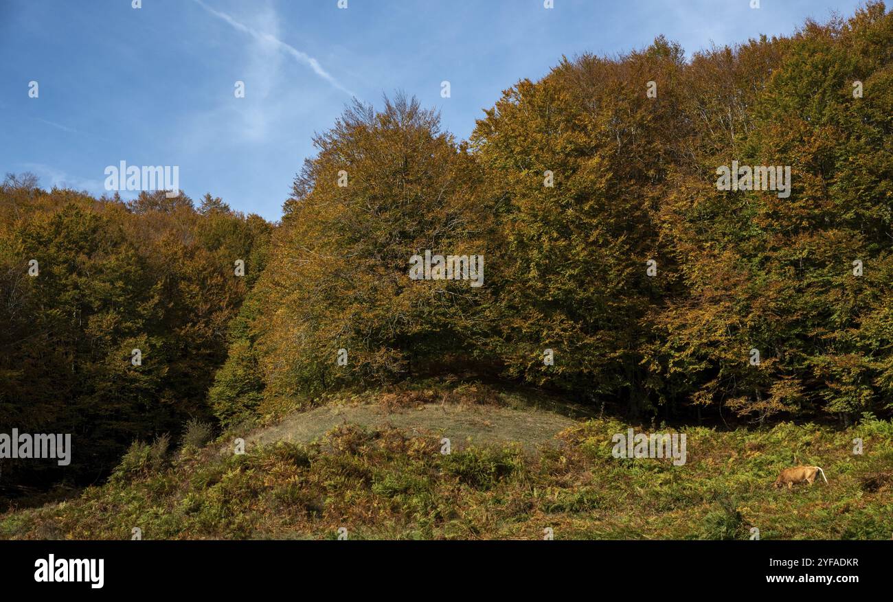 Cow gazing fields hi-res stock photography and images - Alamy