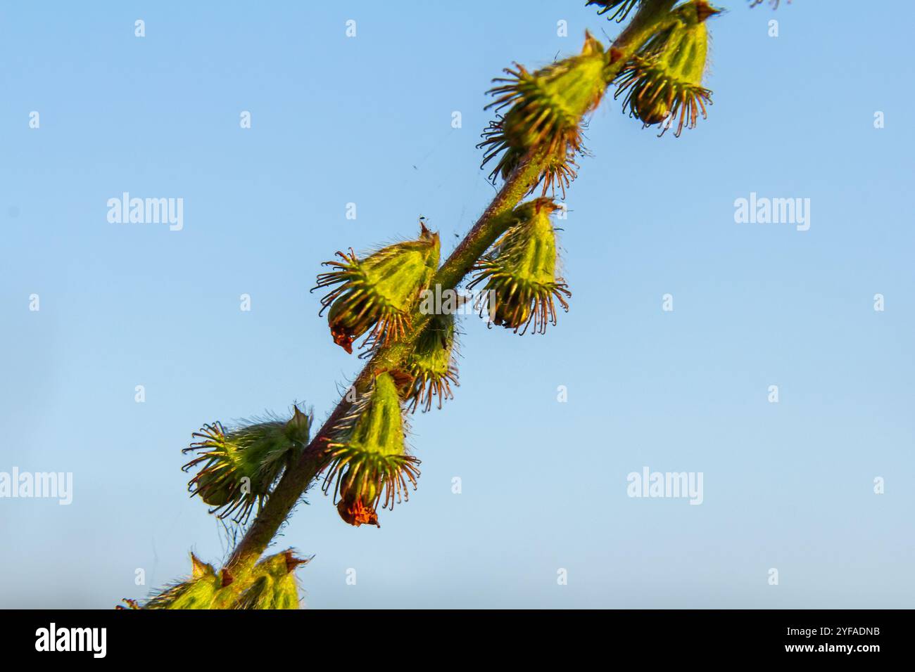 Common agrimony seeds, Latin name Agrimonia eupatoria Stock Photo - Alamy