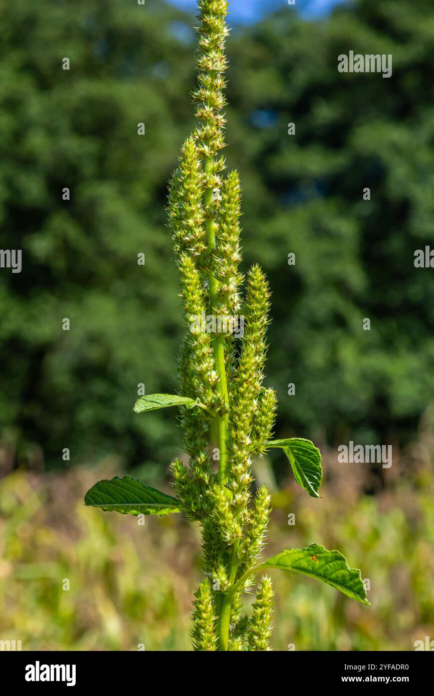 True forms hi-res stock photography and images - Alamy
