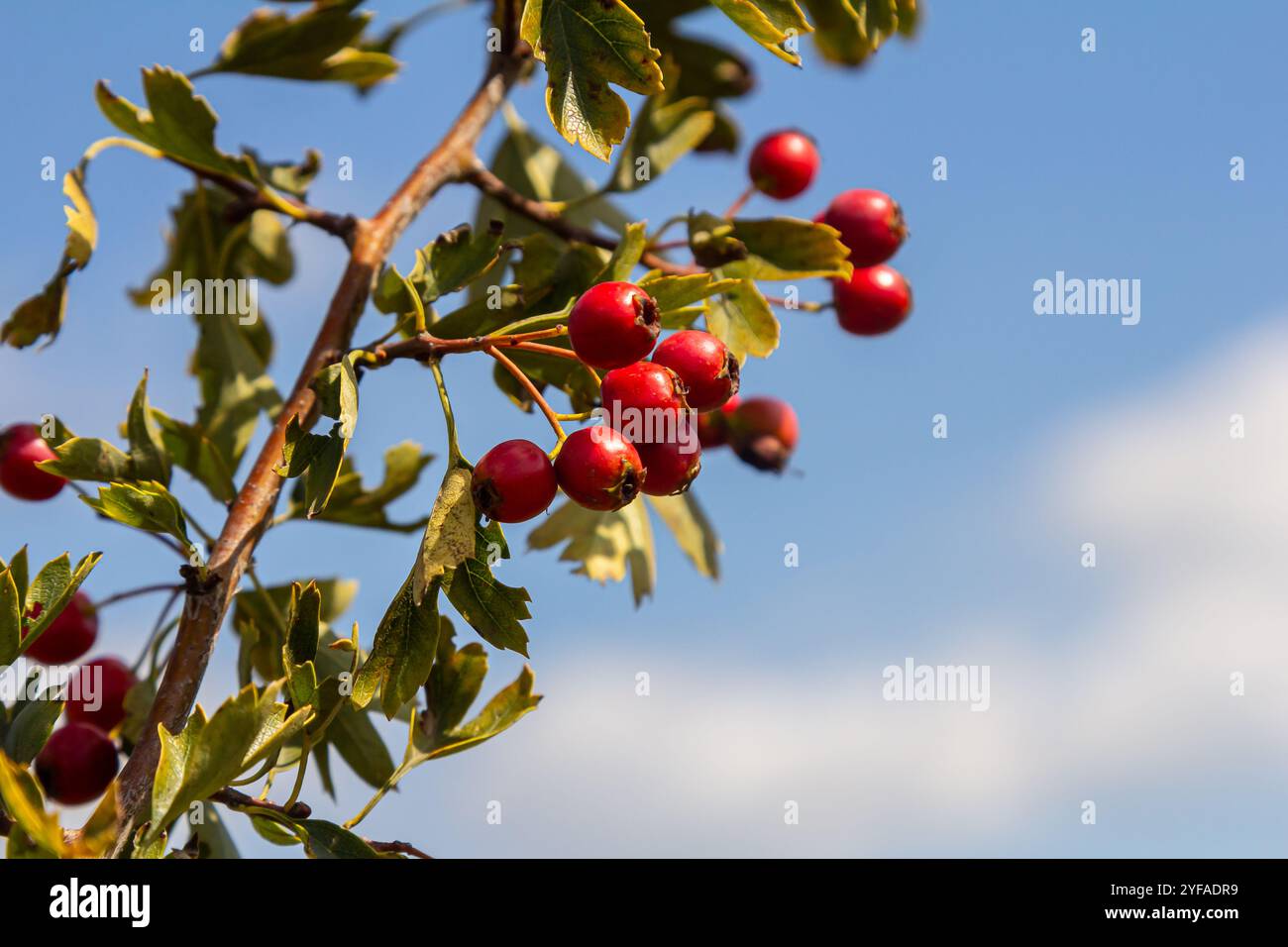 clusters of red fruits Crataegus coccinata tree close up Stock Photo ...