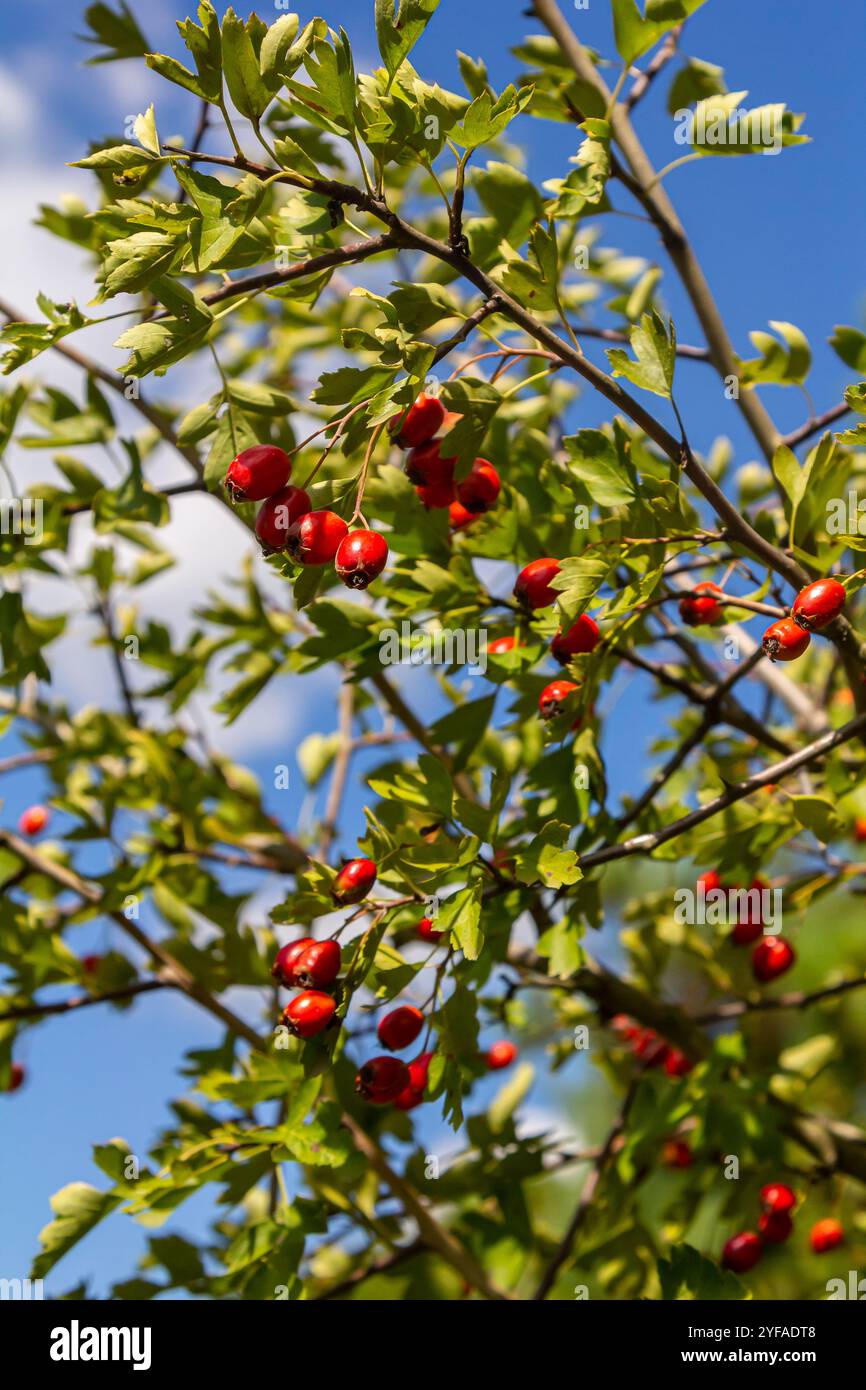 clusters of red fruits Crataegus coccinata tree close up Stock Photo ...