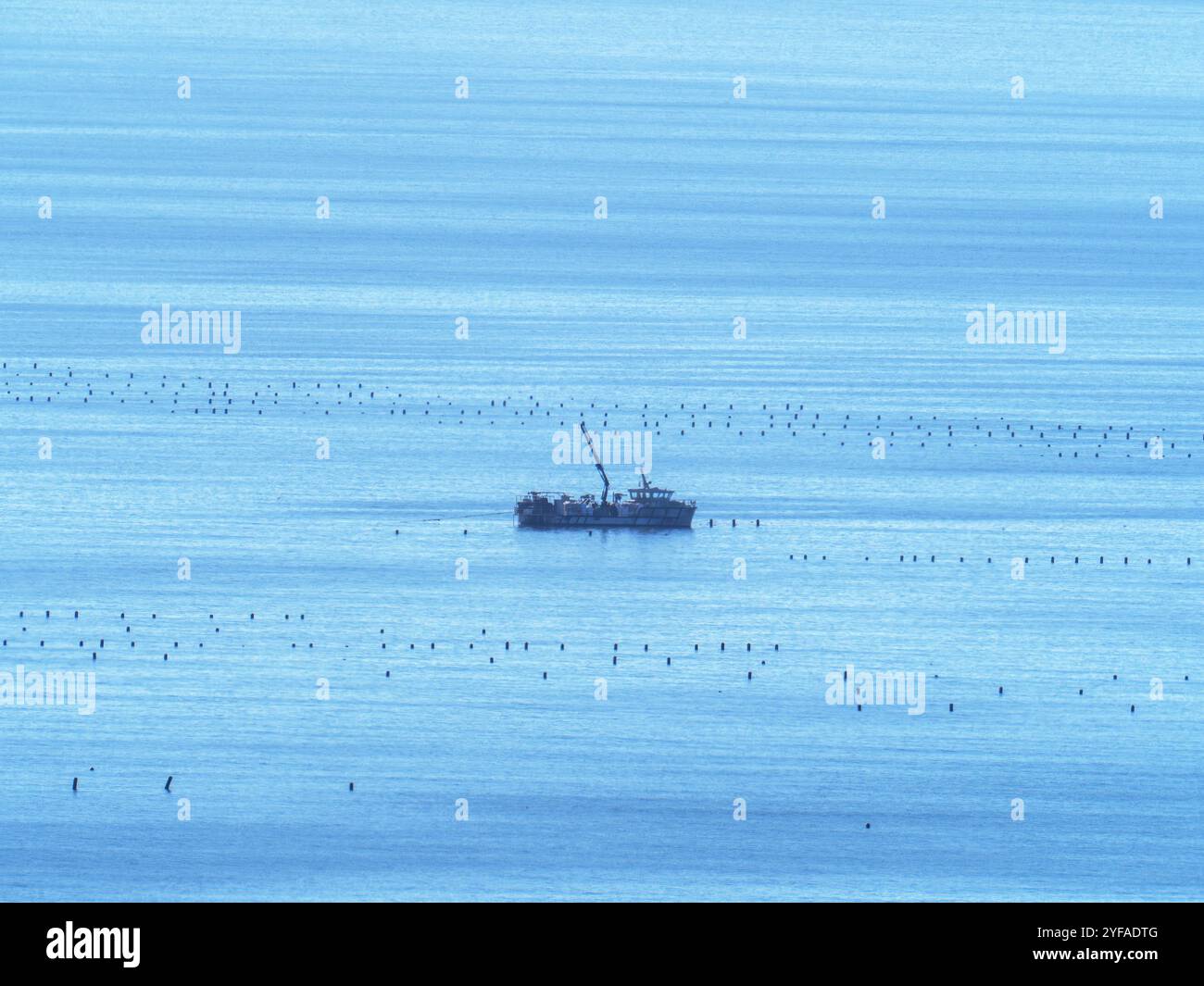 The UK's largest rope Mussel farm off Seaton, Devon, UK Stock Photo - Alamy