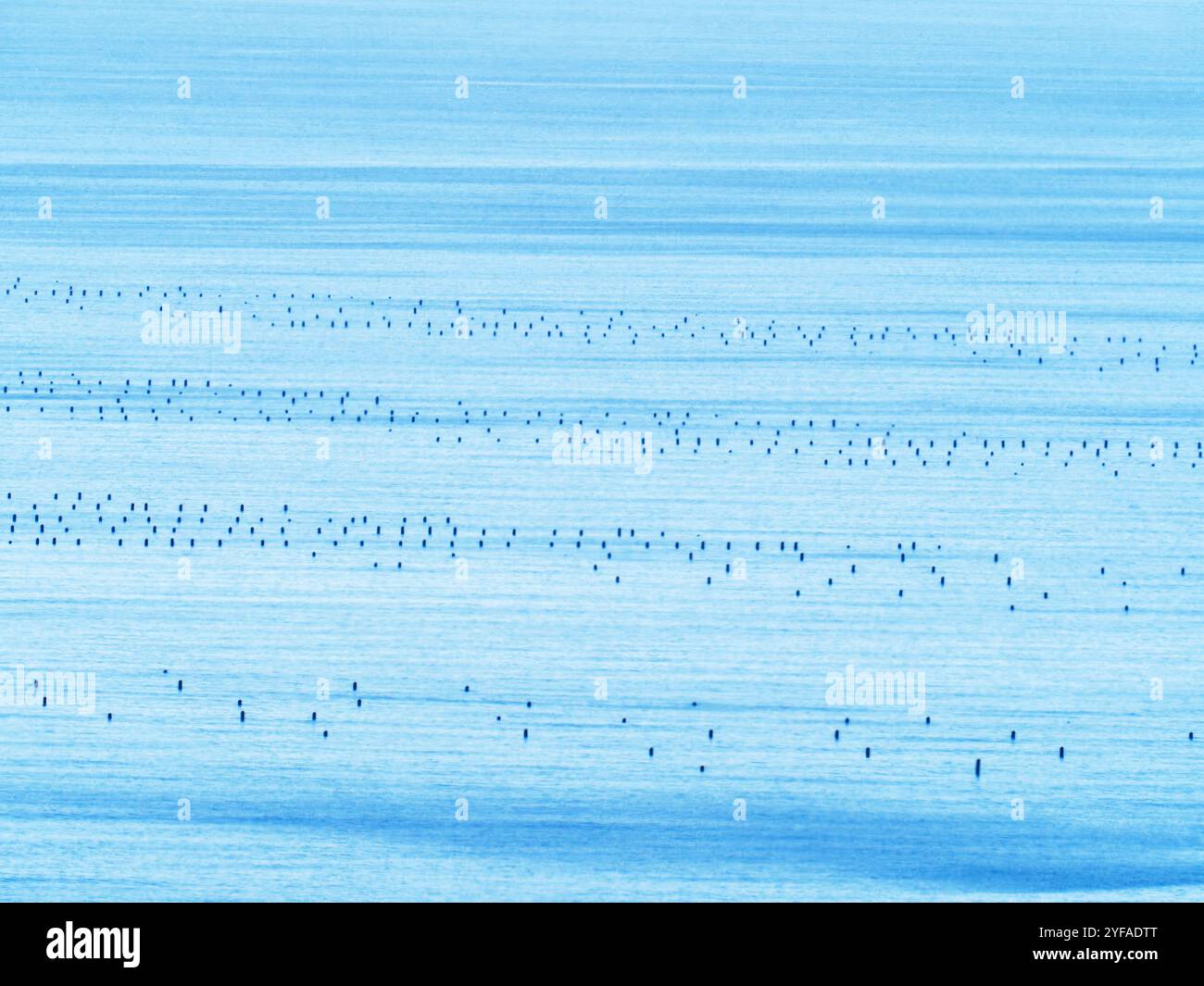 The UK's largest rope Mussel farm off Seaton, Devon, UK Stock Photo - Alamy