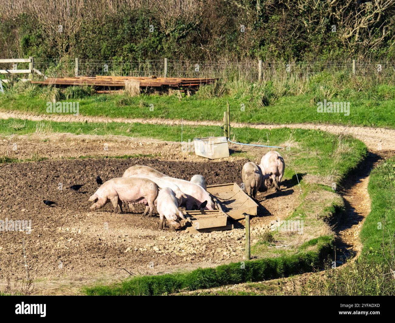 Free range pigs near Branscombe, Devon, , UK Stock Photo - Alamy
