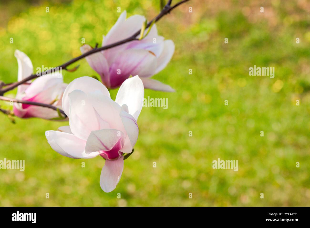 magnolia soulangeana tree blooming. botanical garden. closeup nature ...