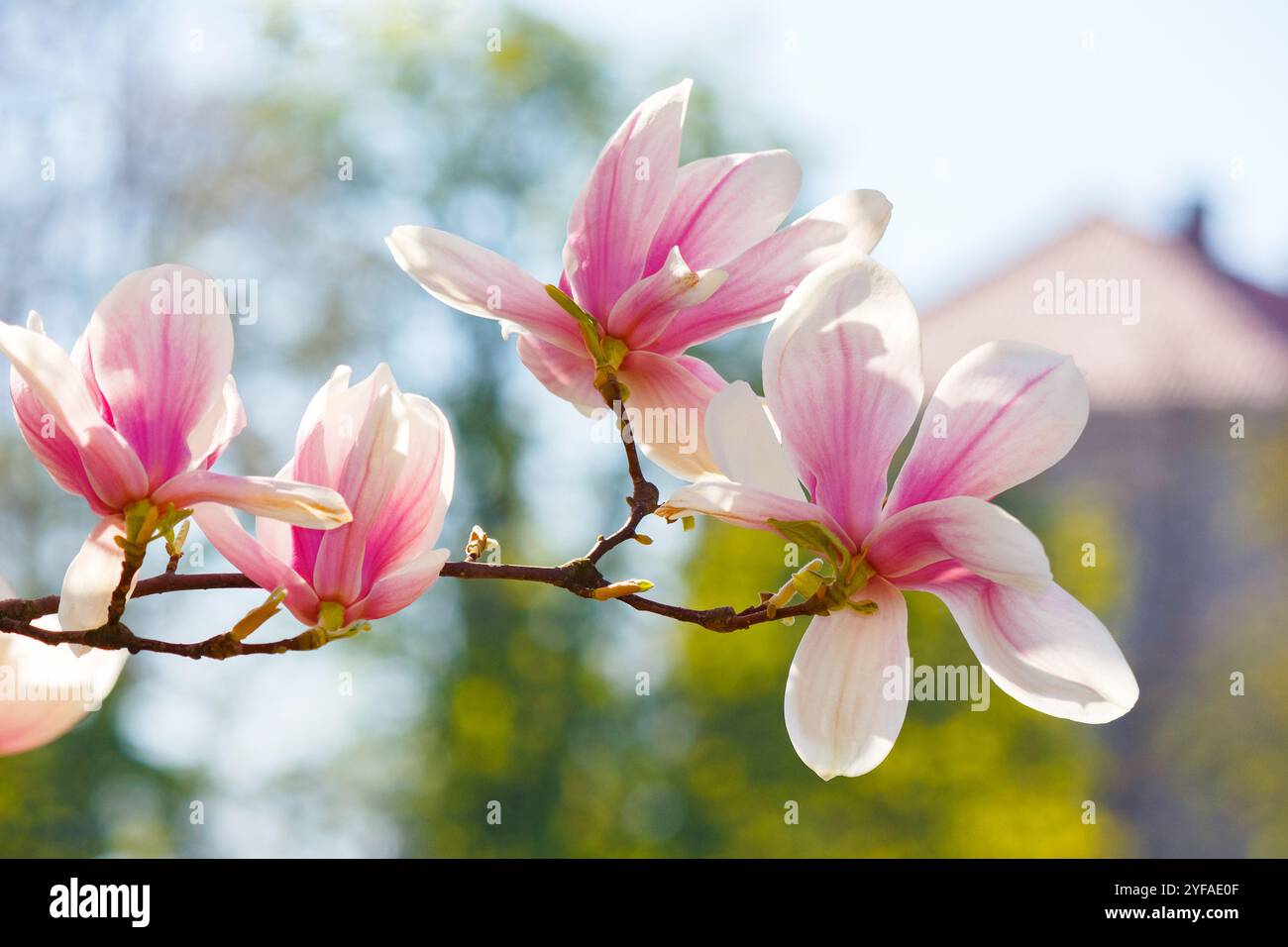 magnolia soulangeana tree blooming. longevity symbol. closeup nature ...