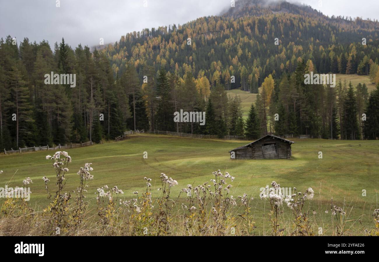 Abandoned wooden farm house in the farmland surrounded by forest trees ...