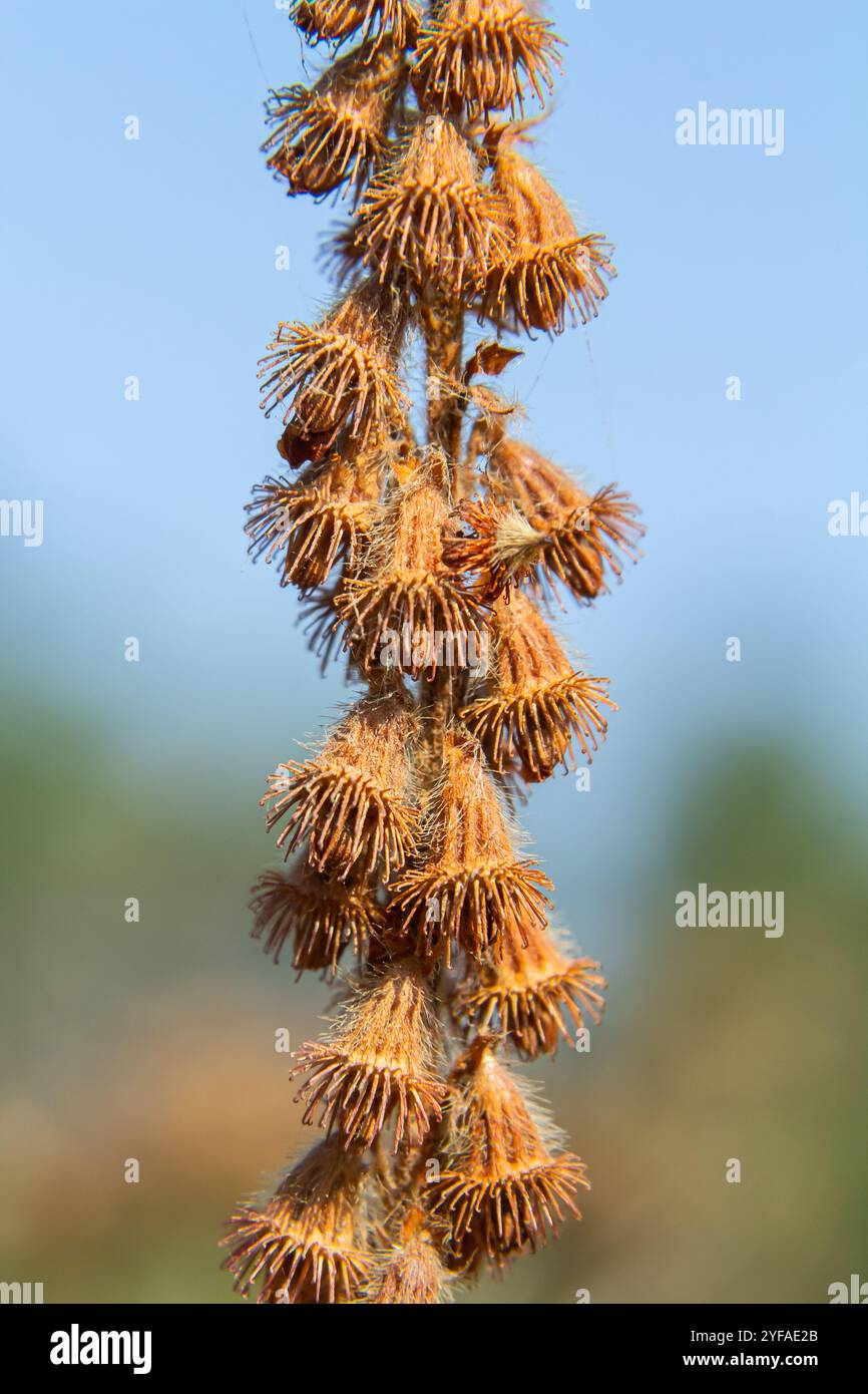 Common agrimony seeds, Latin name Agrimonia eupatoria Stock Photo - Alamy