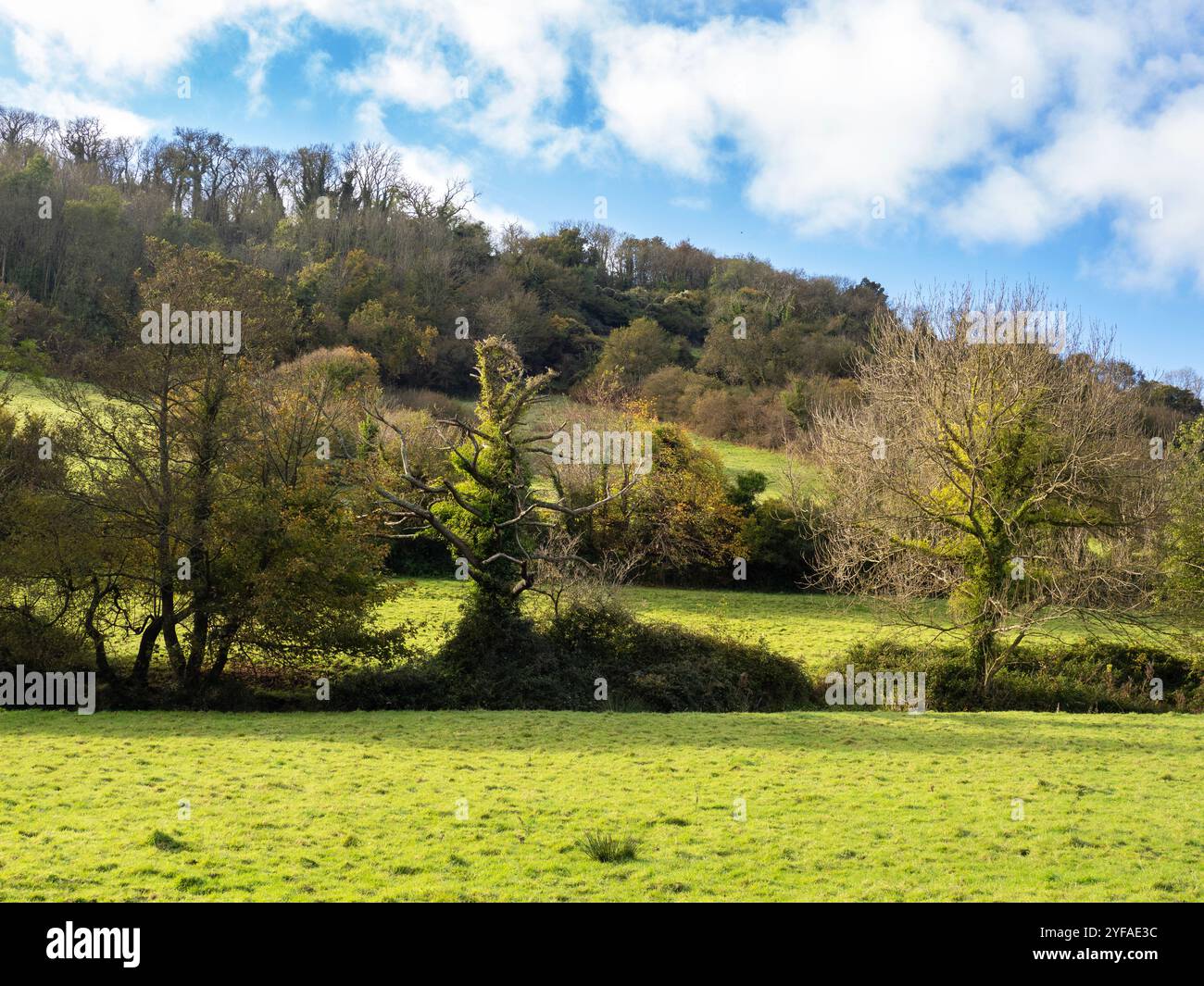 Ash trees dying from hi-res stock photography and images - Alamy